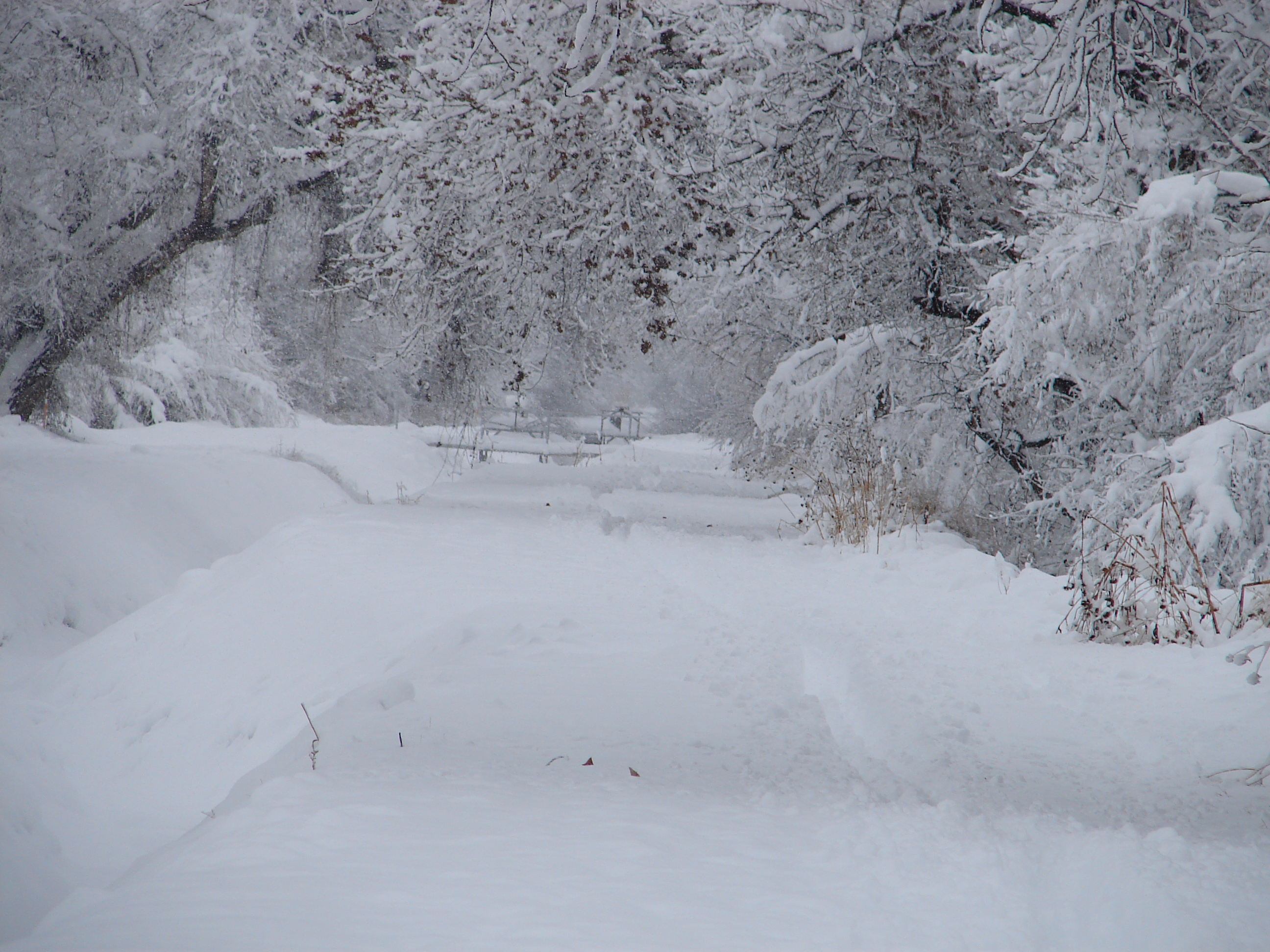 Corrales Bosque Preserve | Corrales NM